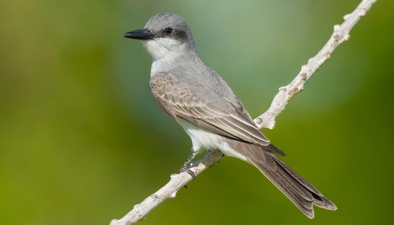 16 Types of BIRDS Found on Puerto Rico! (COMMON) - Bird Watching HQ