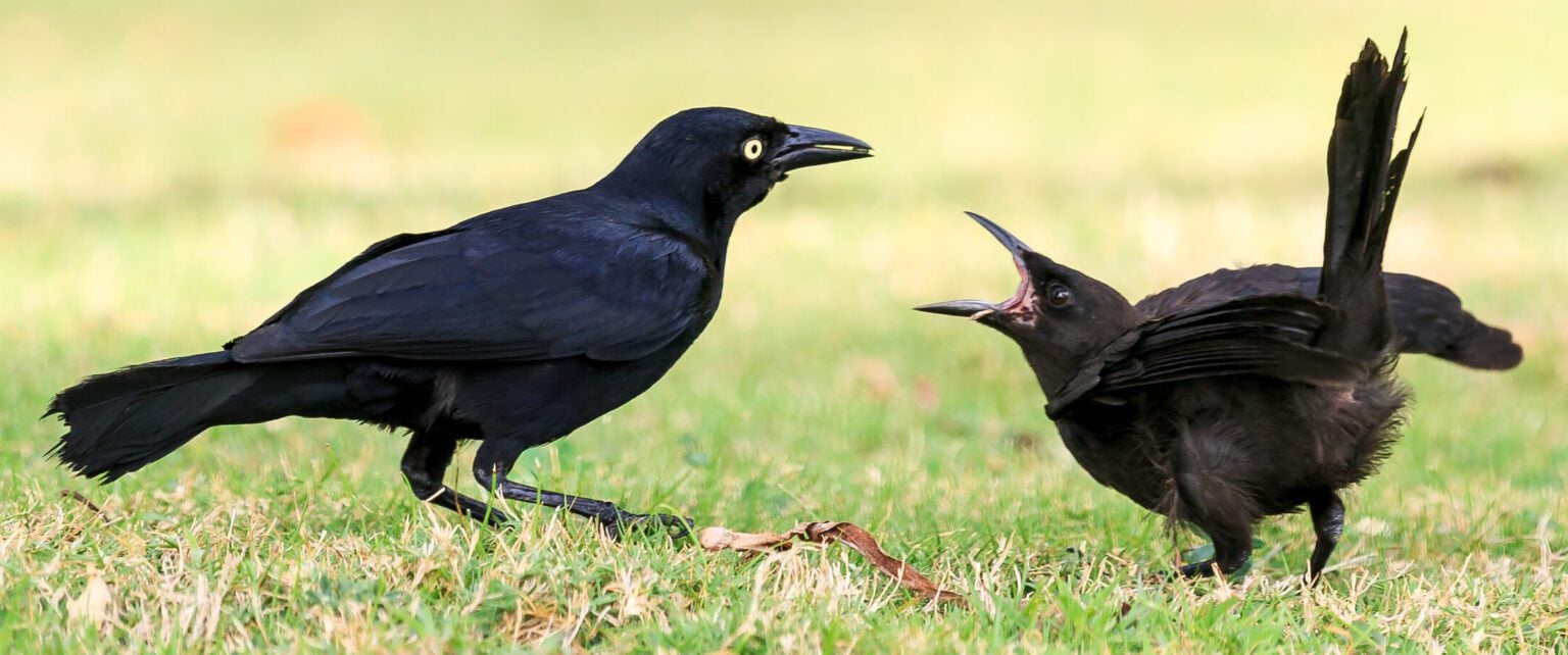 24 Types of BIRDS Found in the Caribbean! (COMMON) - Bird Watching HQ