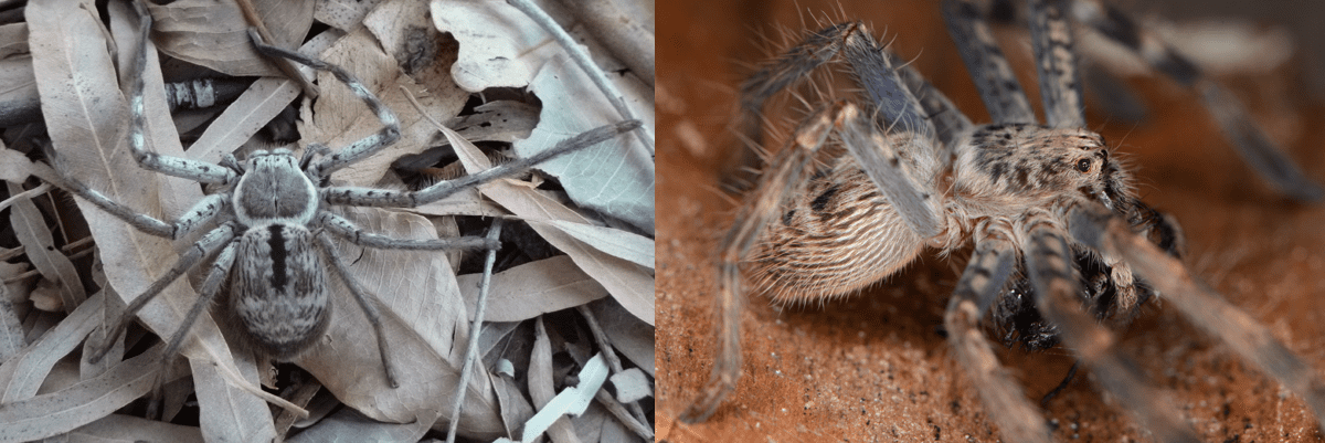 26 COMMON Spiders in Australia! (2025) - Bird Watching HQ