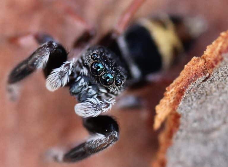 22 Common Spiders in Victoria! (2025) - Bird Watching HQ