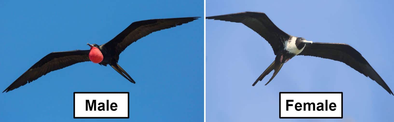 9 Types of BIRDS Found on the Cayman Islands! (COMMON) - Bird Watching HQ