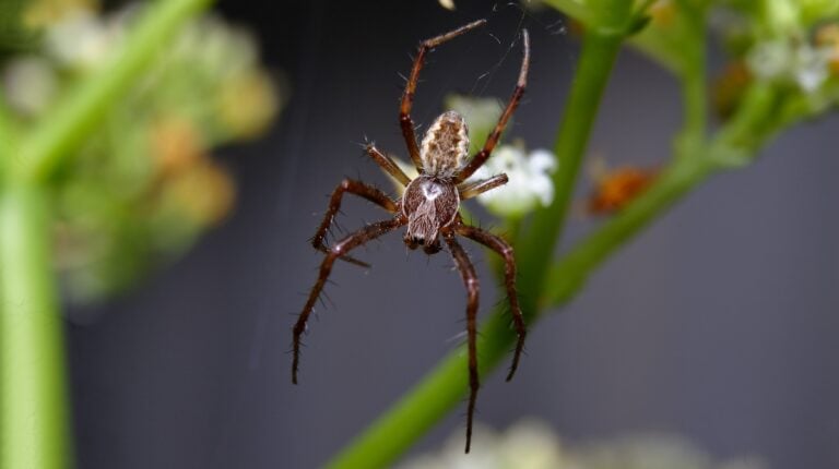 22 Common Spiders in Victoria! (2025) - Bird Watching HQ