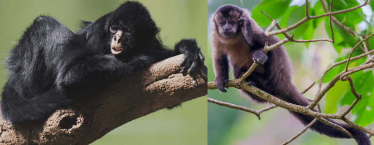 9 COMMON Monkeys Found in Colombia! (2025) - Bird Watching HQ