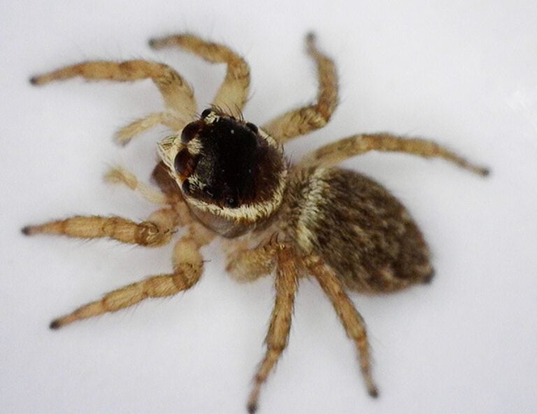 22 Common Types of Spiders in Victoria! (2023) - Bird Watching HQ