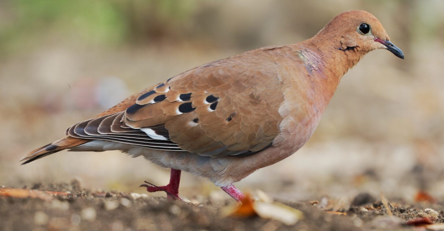 9 Types of BIRDS Found on the Cayman Islands! (COMMON) - Bird Watching HQ