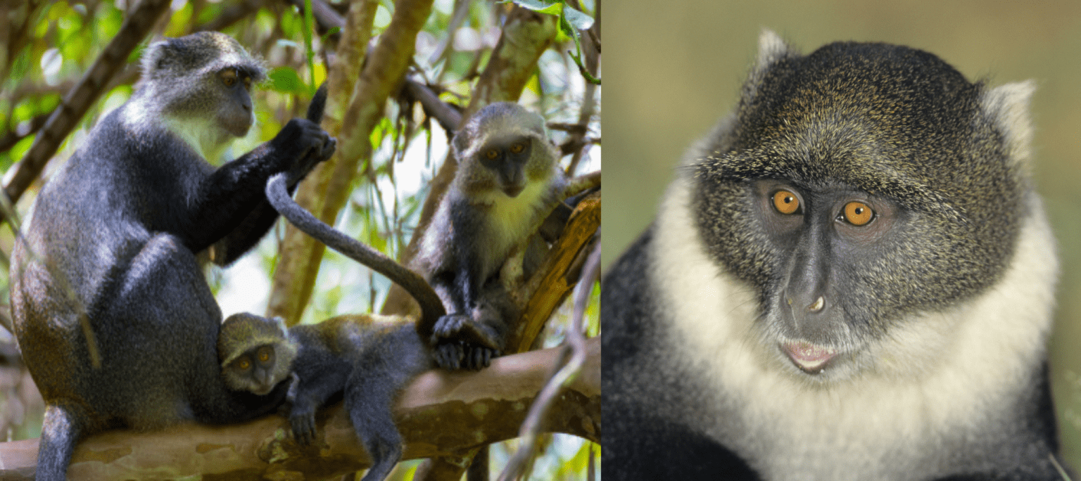 11 Types of Monkeys Found in Tanzania! (ID Guide) - Bird Watching HQ