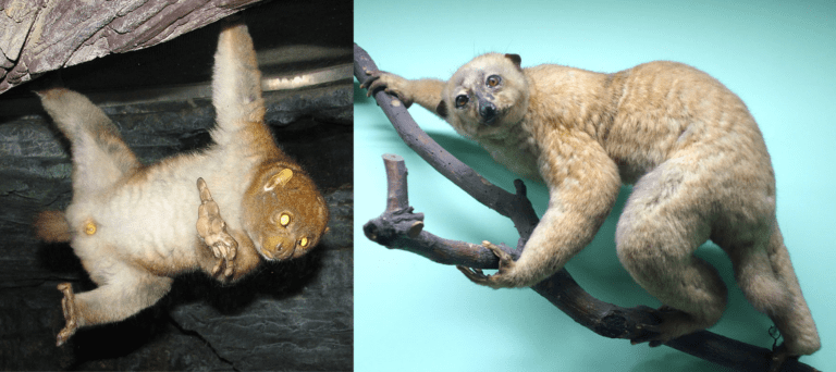 7 Types of Monkeys Found in Nigeria! (ID Guide) - Bird Watching HQ