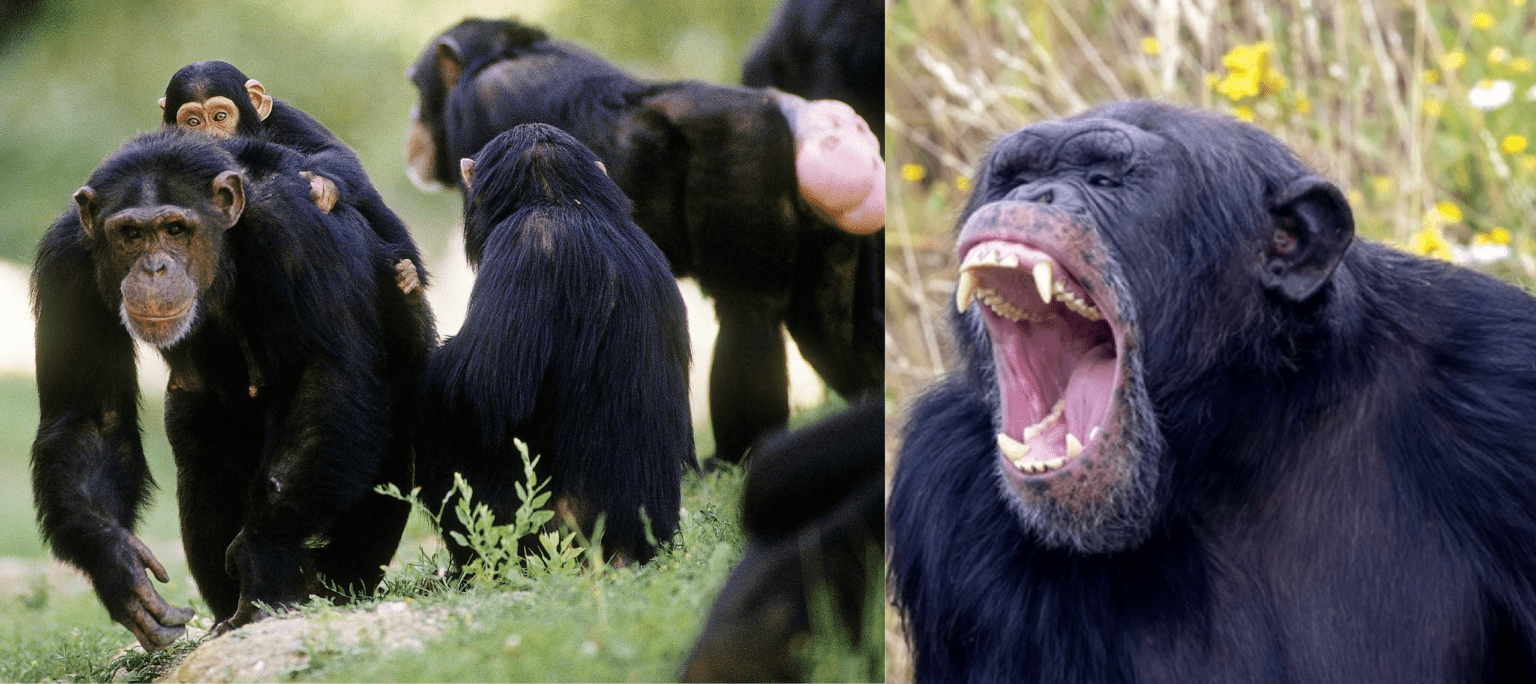 37 Types of Monkeys Found in Africa! (ID Guide) - Bird Watching HQ
