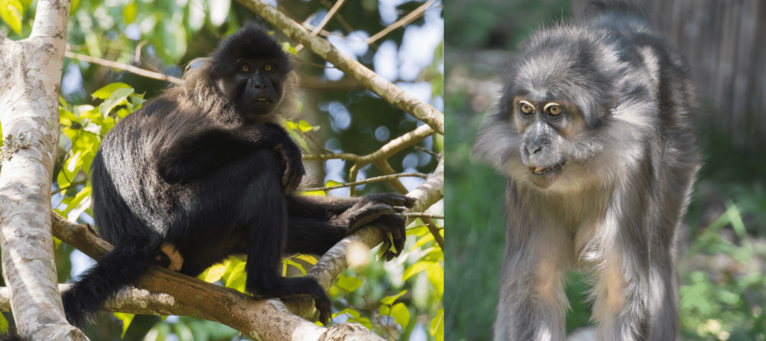 10 Types of Monkeys Found in the Congo! (ID Guide) - Bird Watching HQ