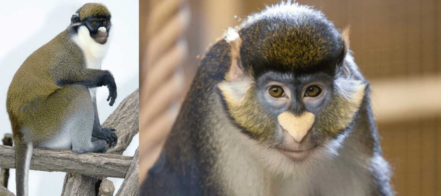 37 Types of Monkeys Found in Africa! (ID Guide) - Bird Watching HQ