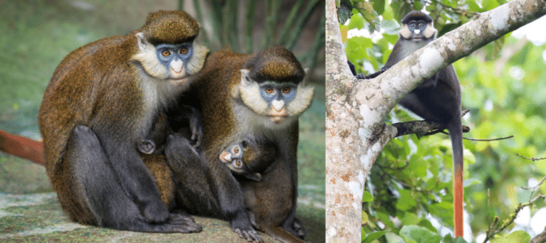 10 Types of Monkeys Found in Kenya! (ID Guide) - Bird Watching HQ