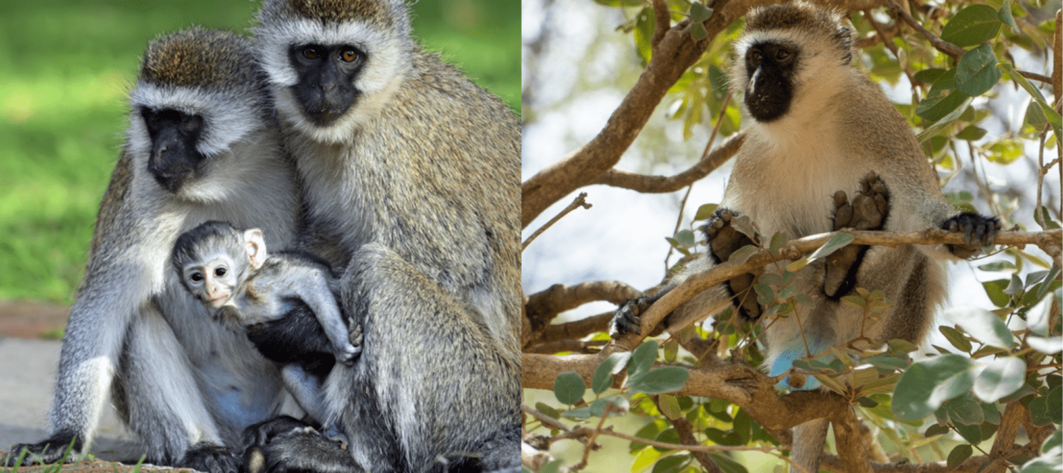 37 Types of Monkeys Found in Africa! (ID Guide) - Bird Watching HQ
