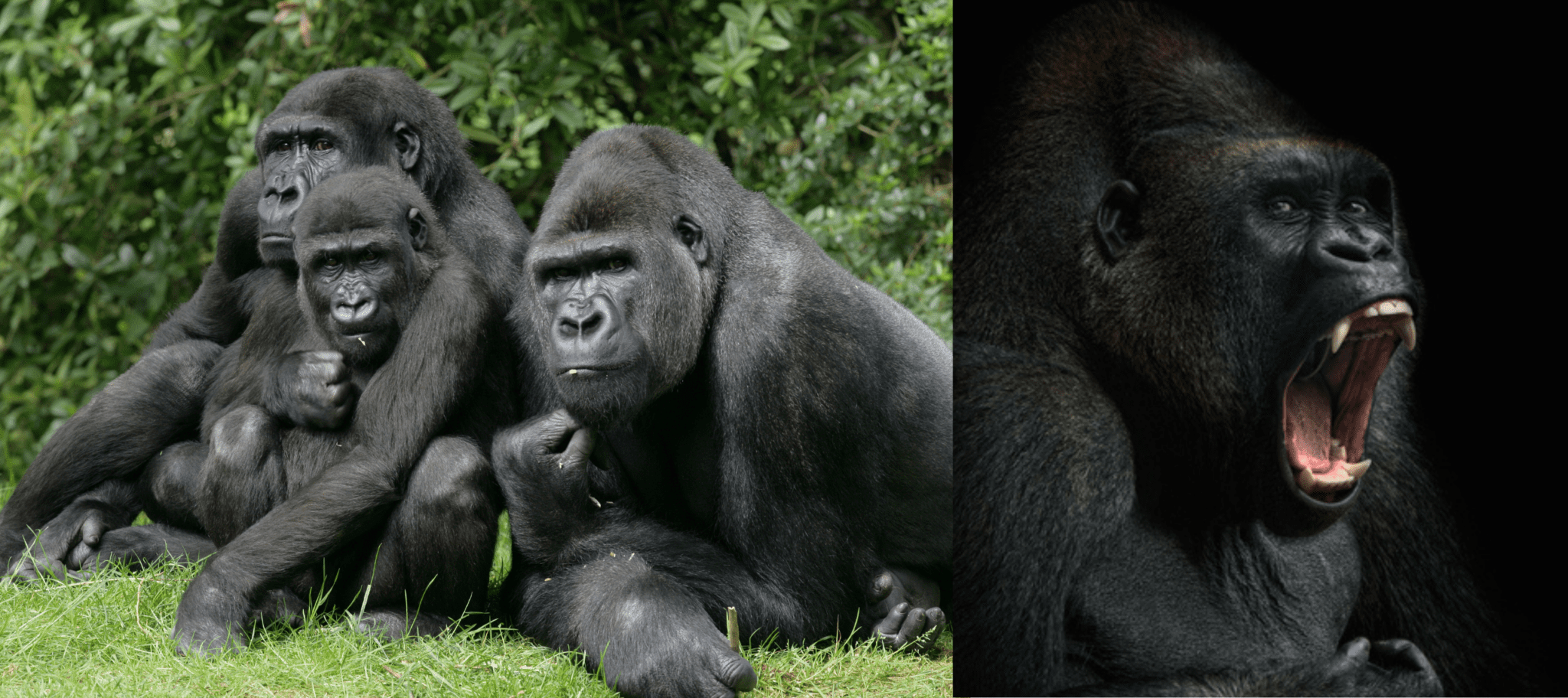 10 Types of Monkeys Found in the Congo! (ID Guide) - Bird Watching HQ