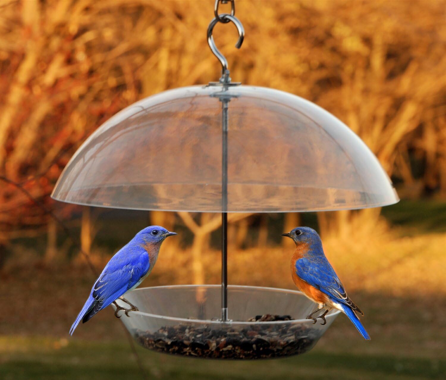 The 5 BEST Bluebird Feeders To Try (Perfect for Mealworms) - Bird ...