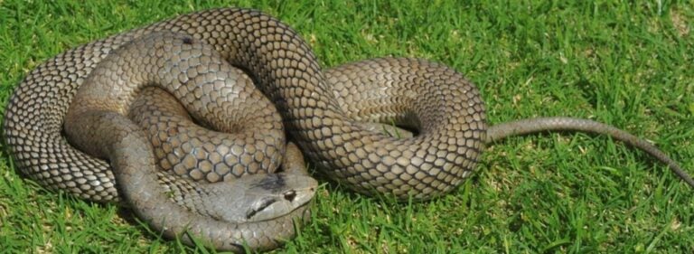 6 Types of Snakes Found on Cuba! (2025) - Bird Watching HQ