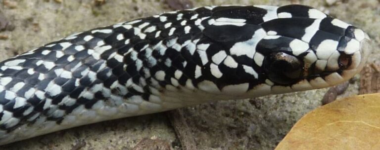 46 Types of Snakes Found on the Caribbean Islands! - Bird Watching HQ