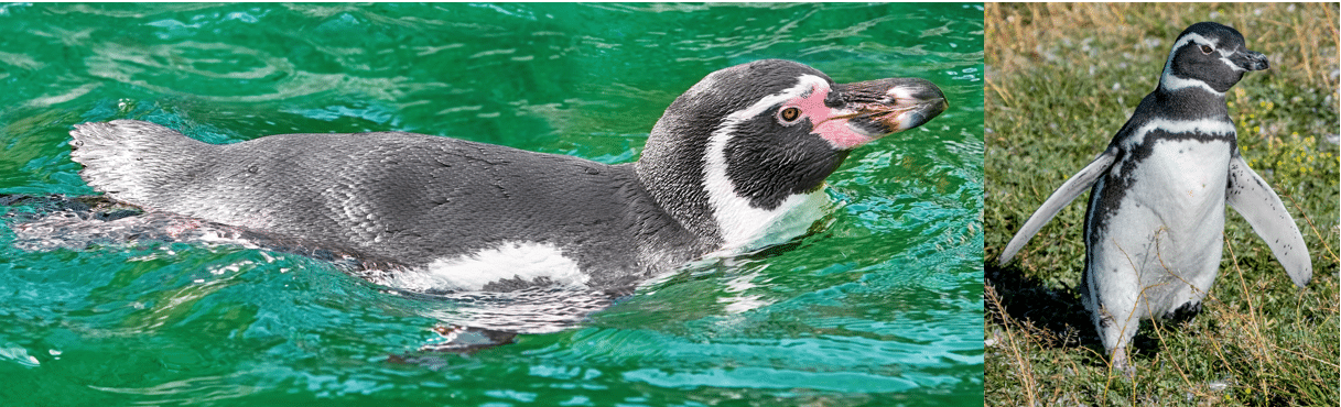 11 Types of Penguins in South America! (ID Guide) - Bird Watching HQ
