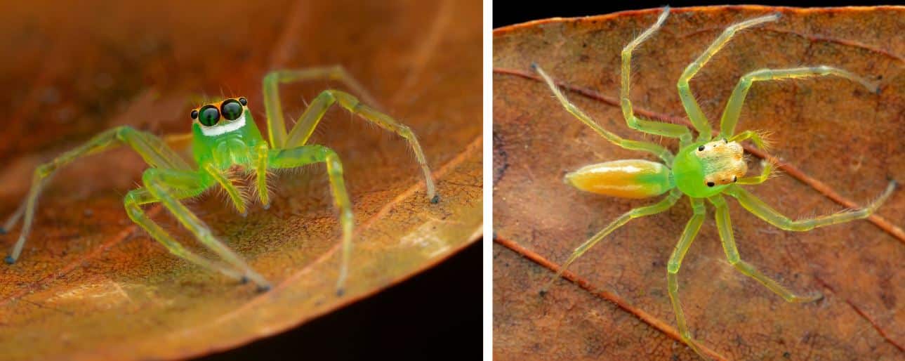 28 Most Common SPIDERS in Maryland! (ID Guide) - Bird Watching HQ