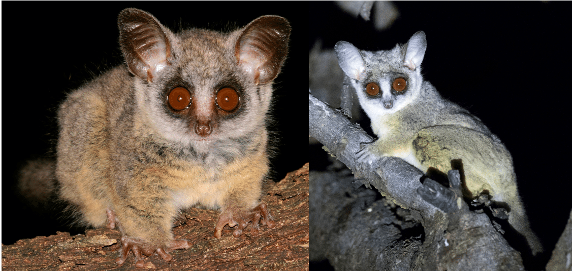 3 Types of Monkeys Found in Botswana! (ID Guide) - Bird Watching HQ