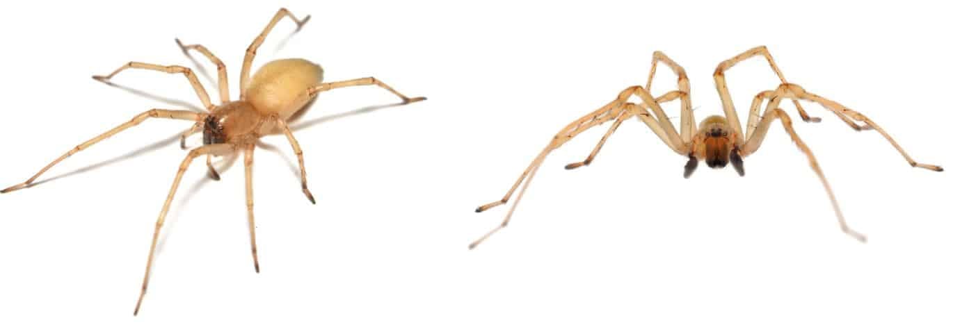 26 Most Common SPIDERS in Ohio! (ID Guide) - Bird Watching HQ