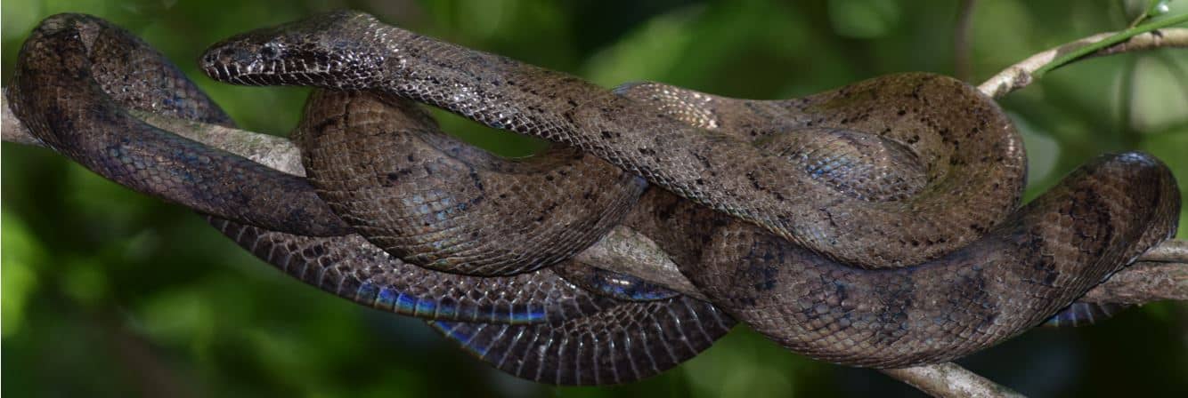 7 Types of Snakes Found on Puerto Rico! (2025) - Bird Watching HQ
