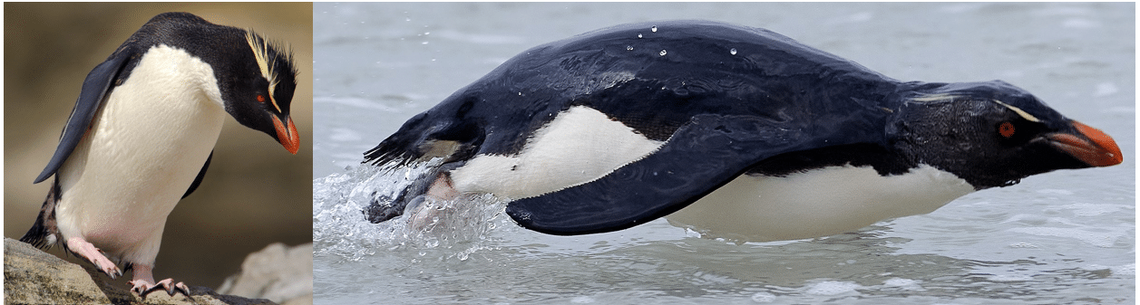 The 18 Types of Penguins in the World! (2025) - Bird Watching HQ