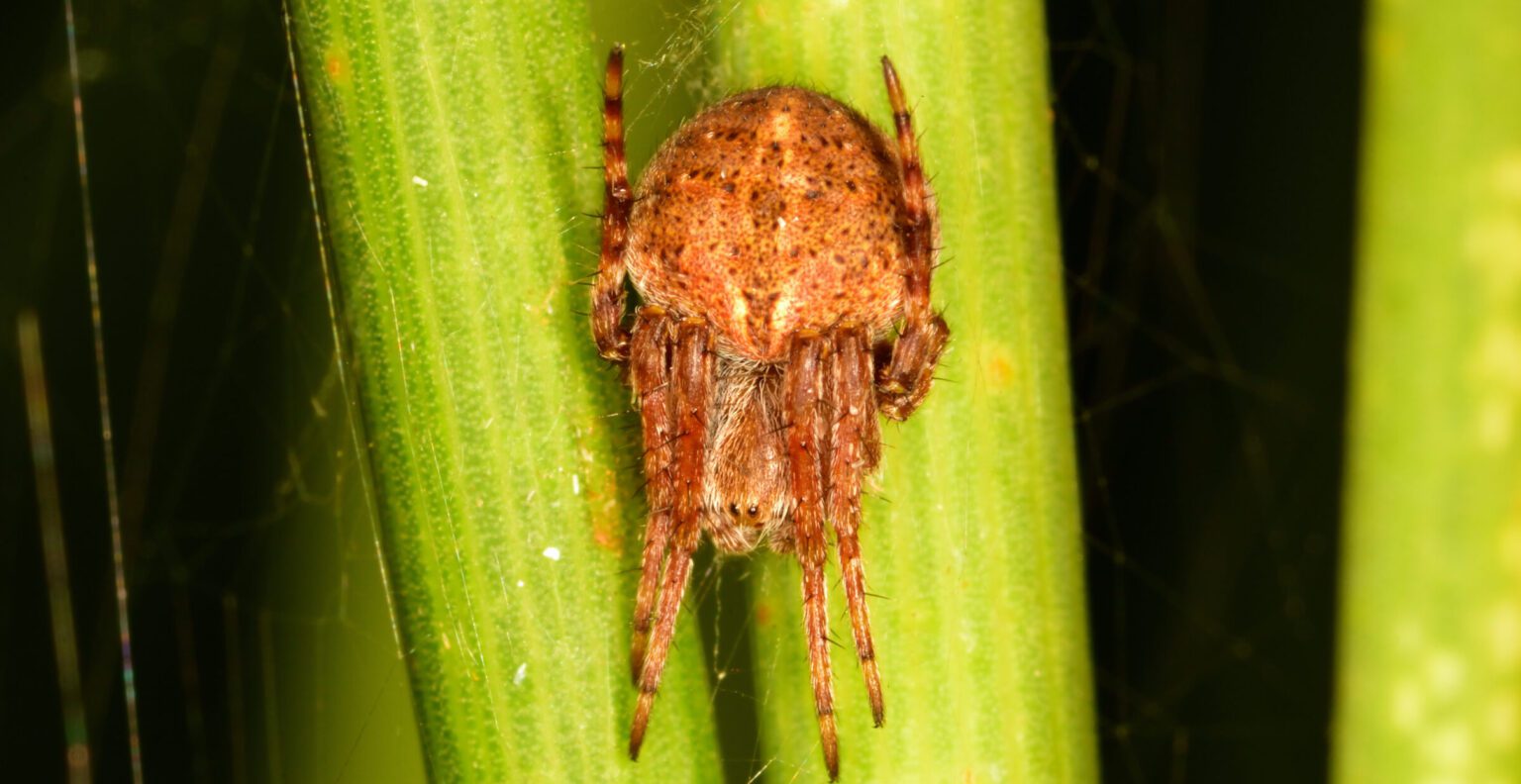 26 Most Common SPIDERS in Ohio! (ID Guide) - Bird Watching HQ