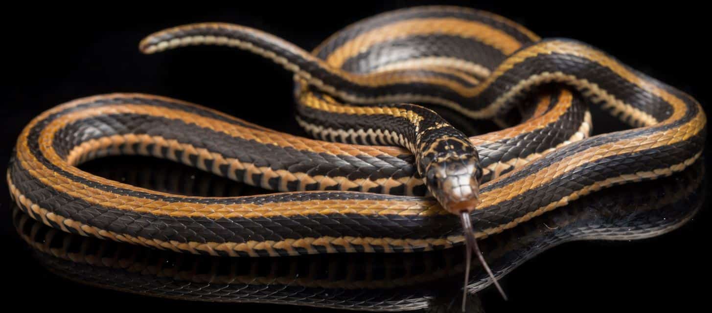 7 Types of Snakes Found on Puerto Rico! (2025) - Bird Watching HQ