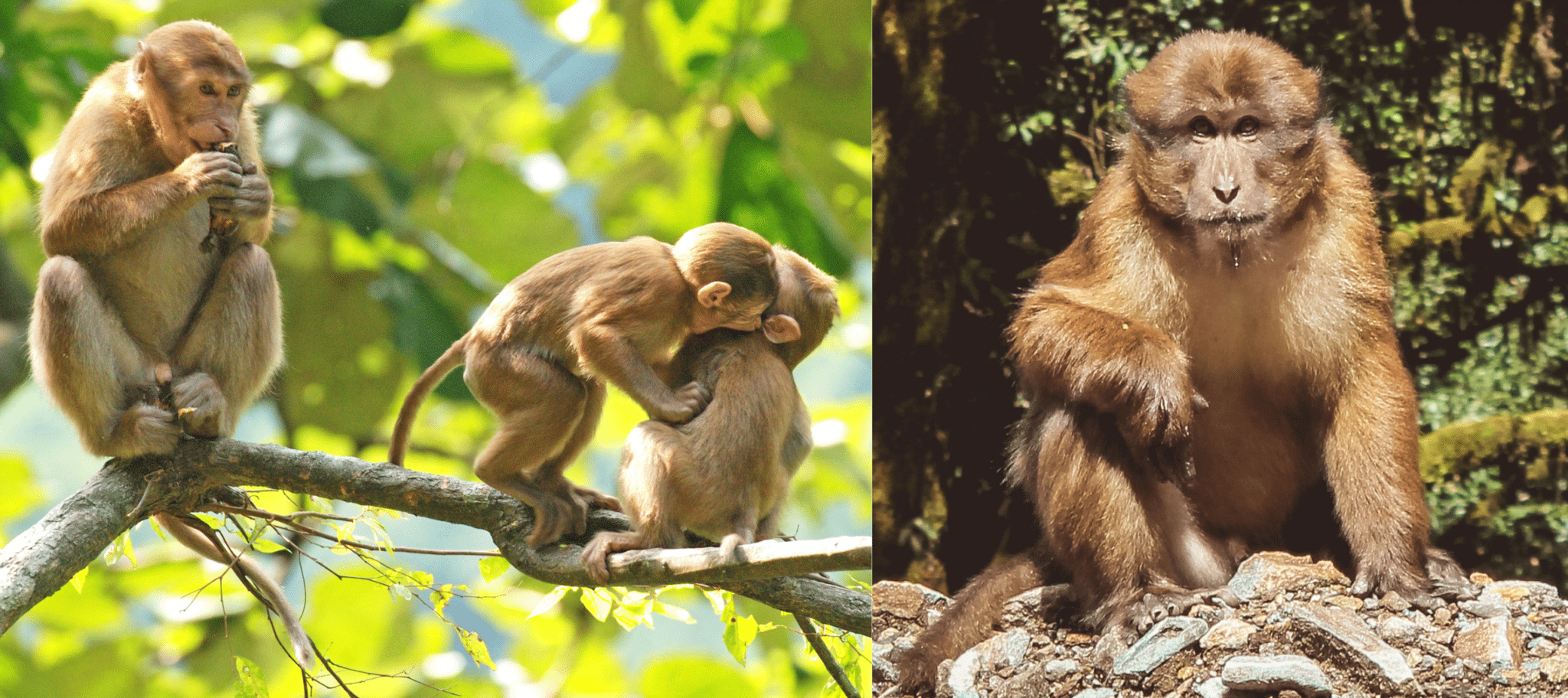 14 Types of MONKEYS That Live in Myanmar! (2025) - Bird Watching HQ