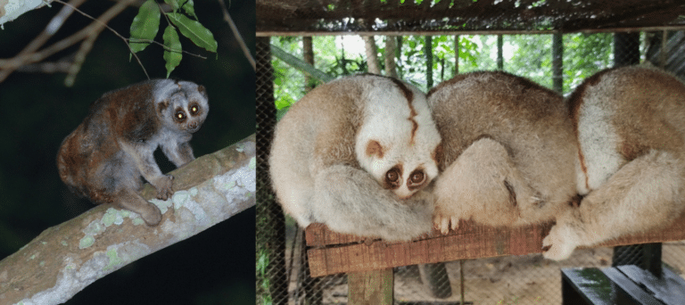 13 Types of MONKEYS That Live in Cambodia! (2024) - Bird Watching HQ