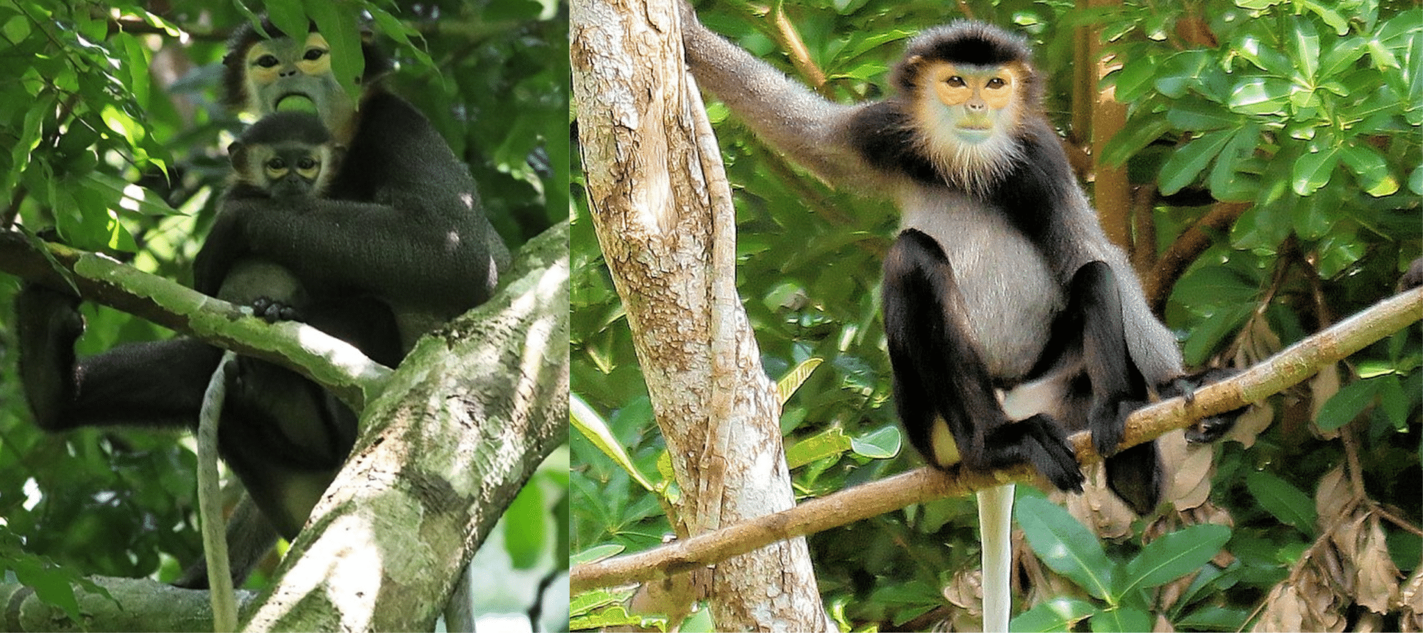 13 Types of MONKEYS That Live in Cambodia! (2025) - Bird Watching HQ
