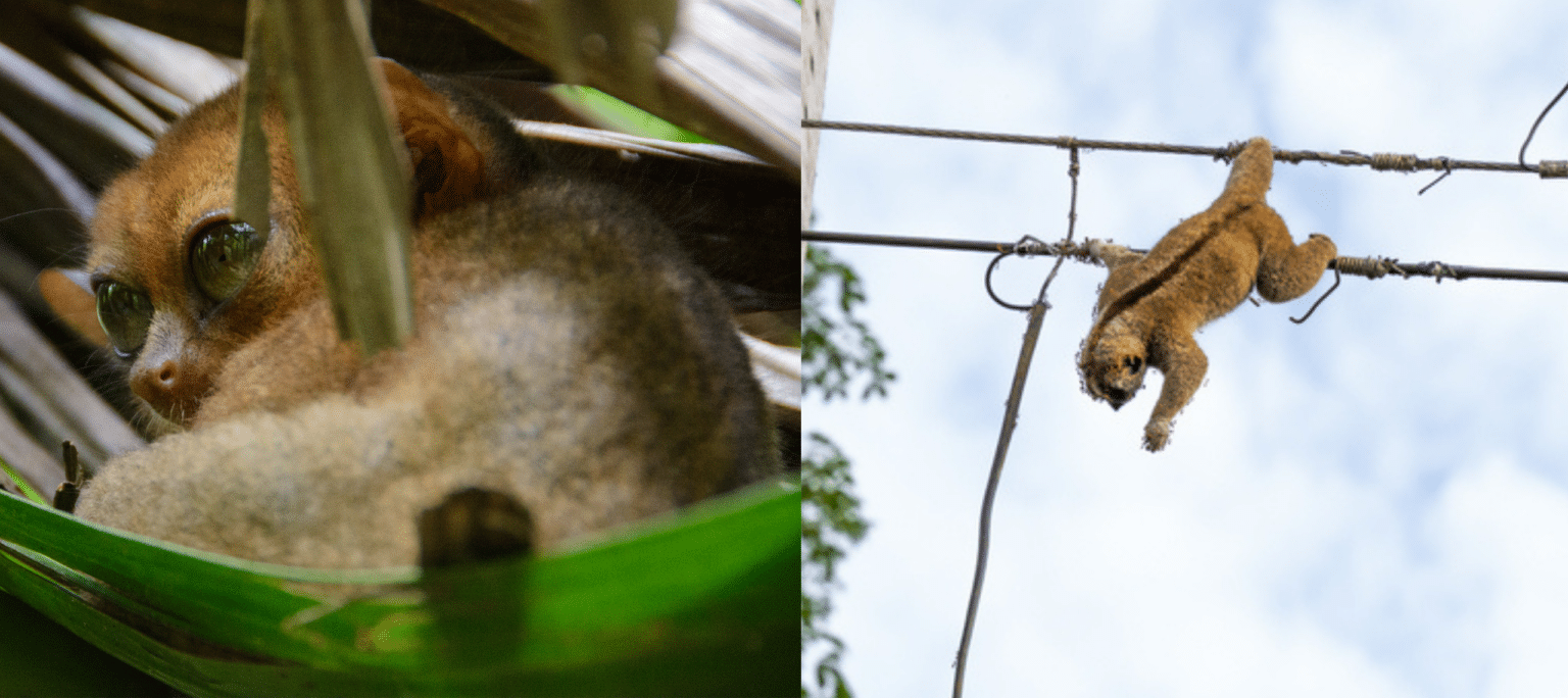 11 Types of MONKEYS That Live in Indonesia! (2025) - Bird Watching HQ