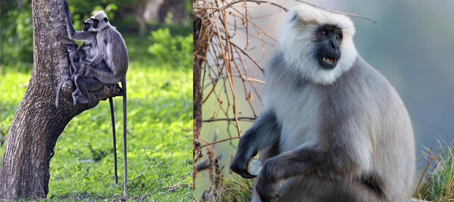 4 Types of MONKEYS That Live in Nepal! (2025) - Bird Watching HQ