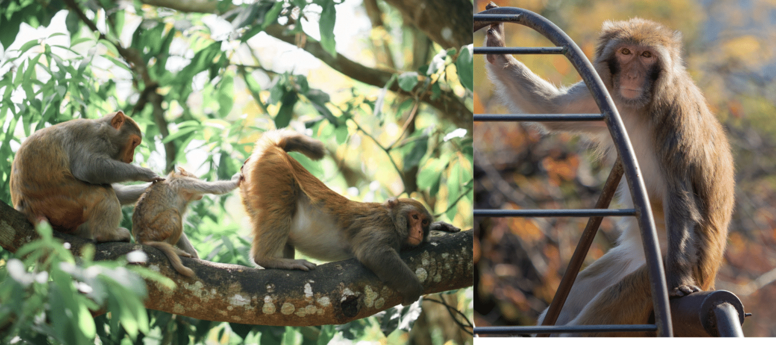 13 Types of MONKEYS That Live in China! (2025) - Bird Watching HQ