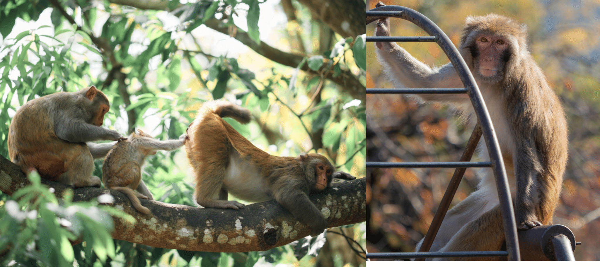 15 Types of Monkeys Found in the Middle East (2025) - Bird Watching HQ