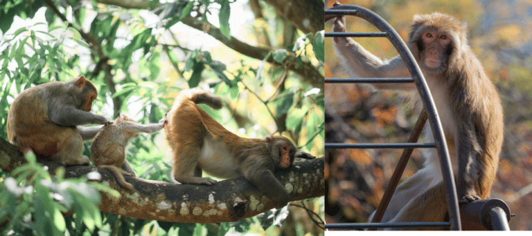 13 Types of MONKEYS That Live in Cambodia! (2025) - Bird Watching HQ