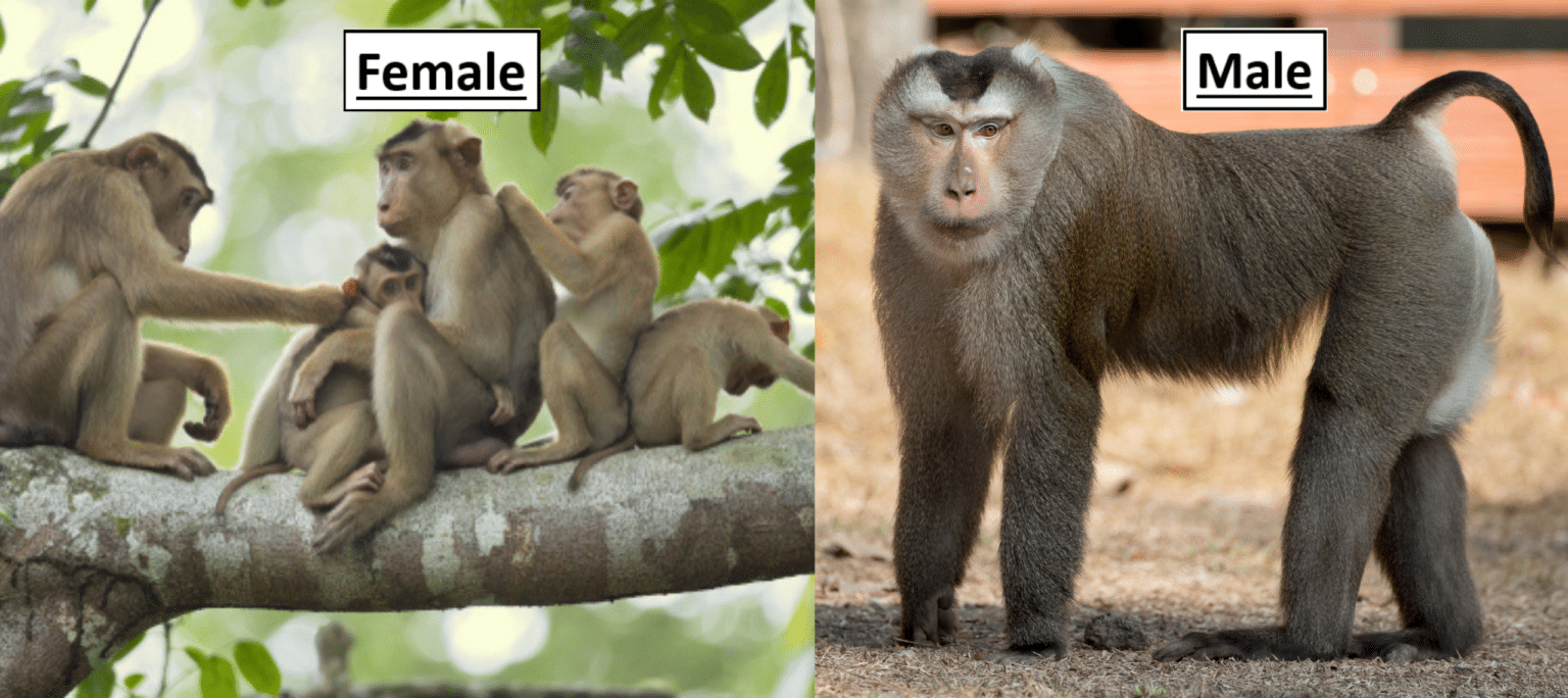 14 Types of MONKEYS That Live in Myanmar! (2025) - Bird Watching HQ