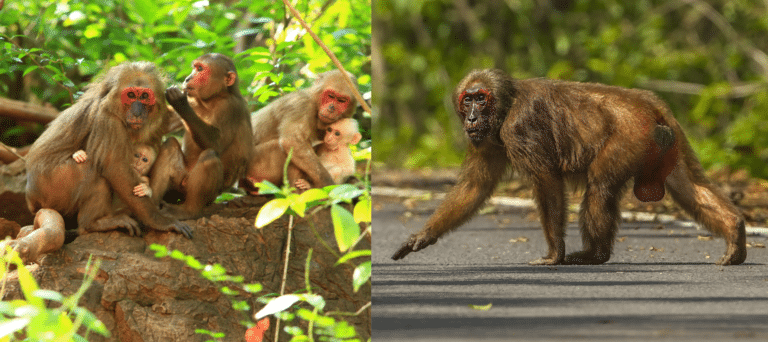 13 Types of MONKEYS That Live in Cambodia! (2023) - Bird Watching HQ