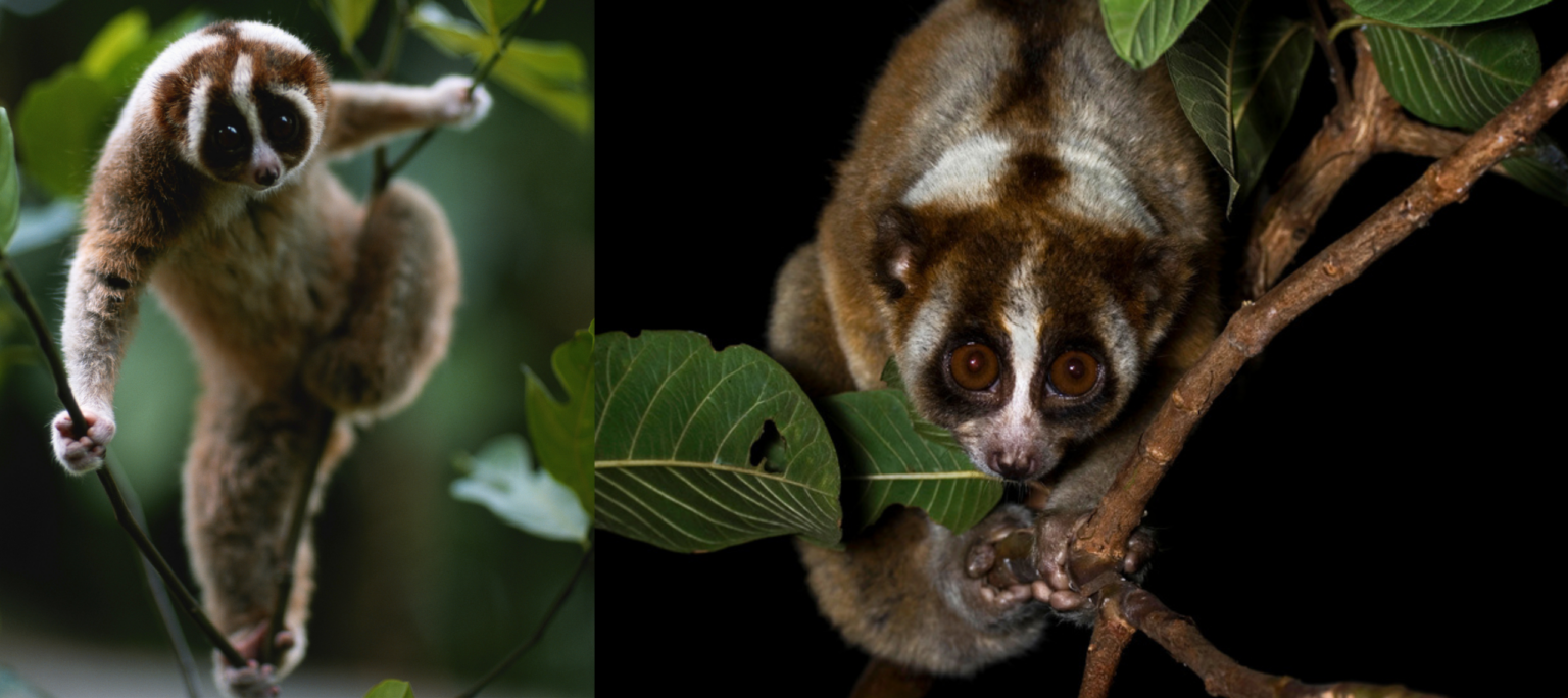 11 Types of MONKEYS That Live in Indonesia! (2025) - Bird Watching HQ