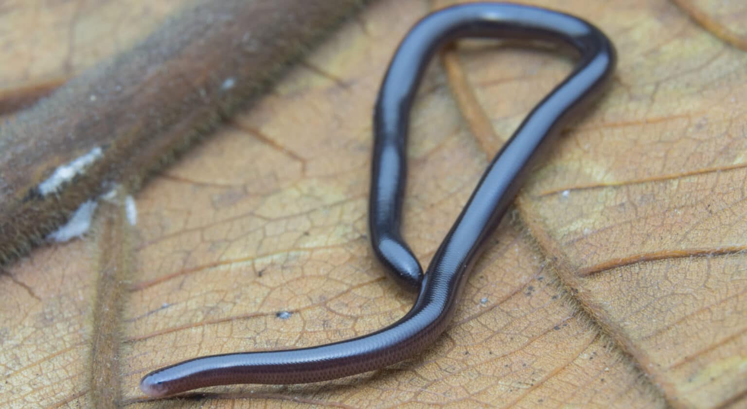 4 Types of Snakes Found on Dominica! (2025) - Bird Watching HQ