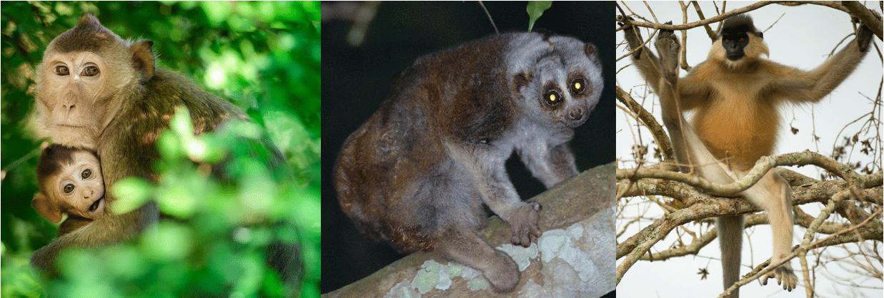 13 Types of MONKEYS That Live in Cambodia! (2025) - Bird Watching HQ