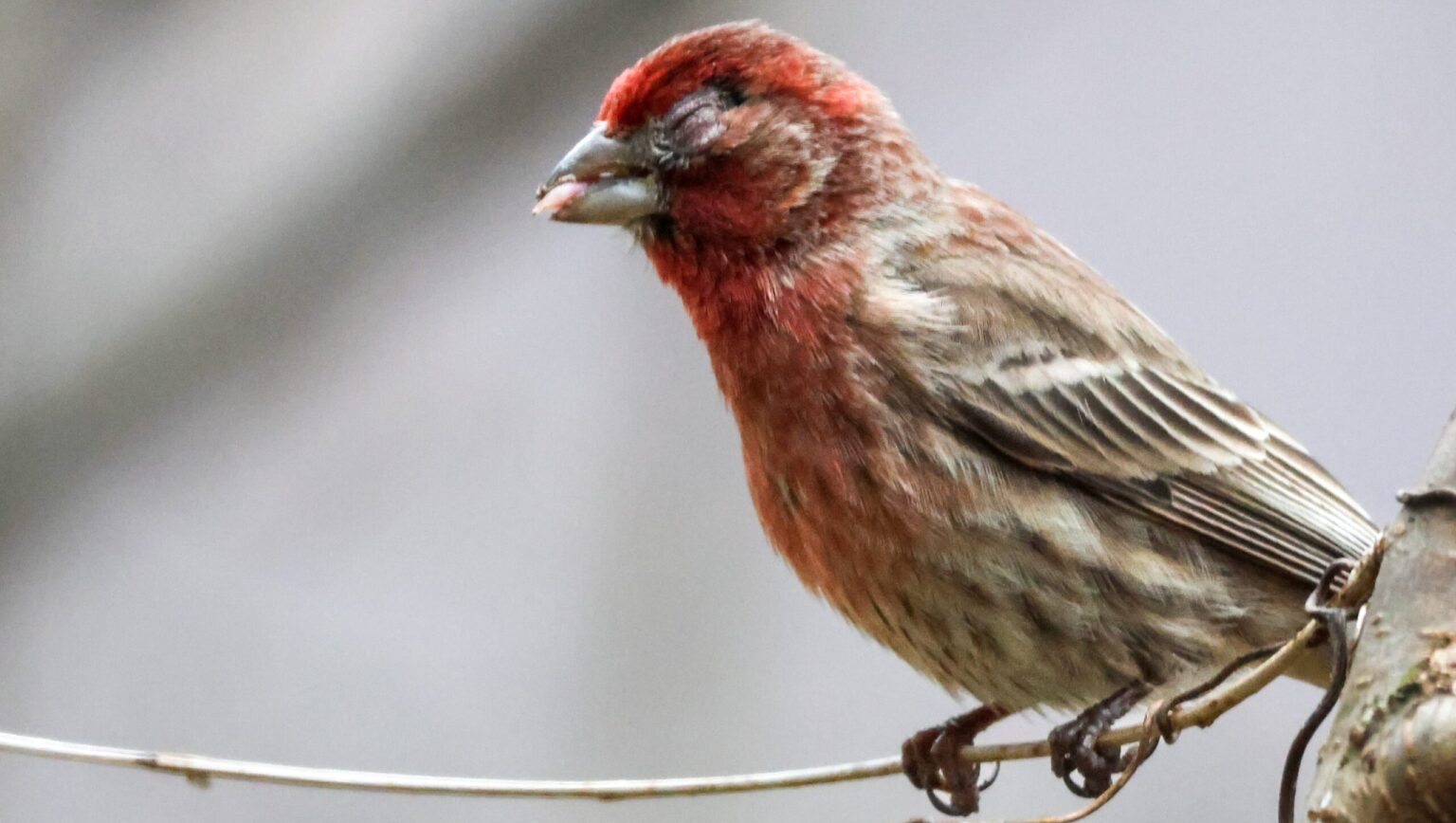 House Finch Eye Disease (5 Frequently Asked Questions) - Bird Watching HQ