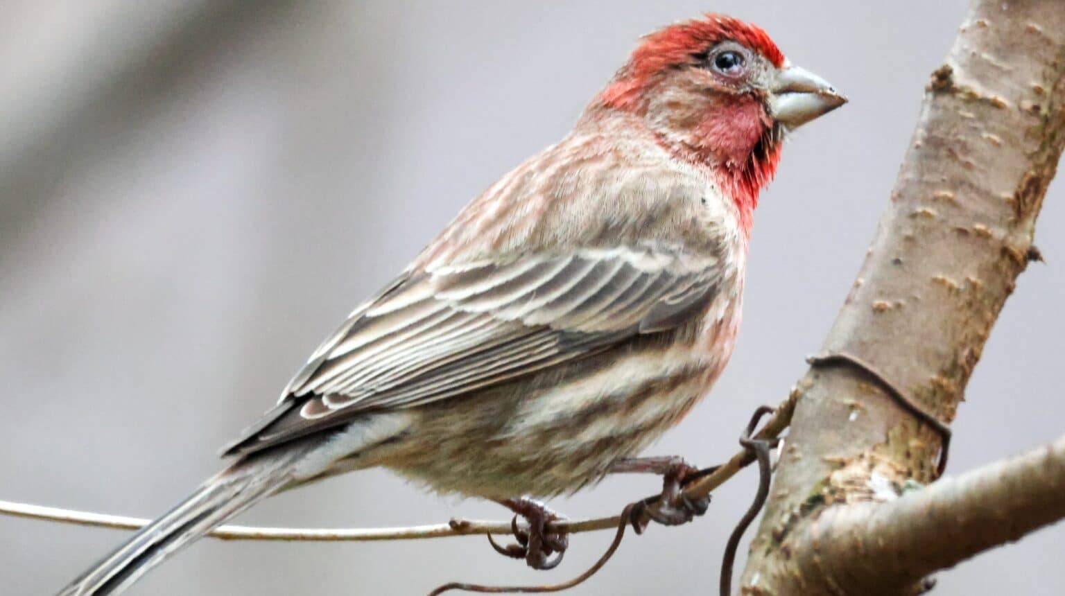 House Finch Eye Disease (5 Frequently Asked Questions) - Bird Watching HQ