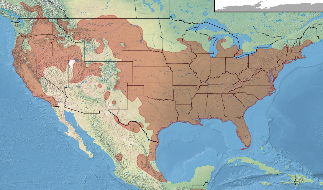11 Types of SNAKES That Live in Montana! (ID Guide) - Bird Watching HQ