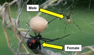 3 Venomous (Poisonous) Spiders Found in Ohio (2024) - Bird Watching HQ