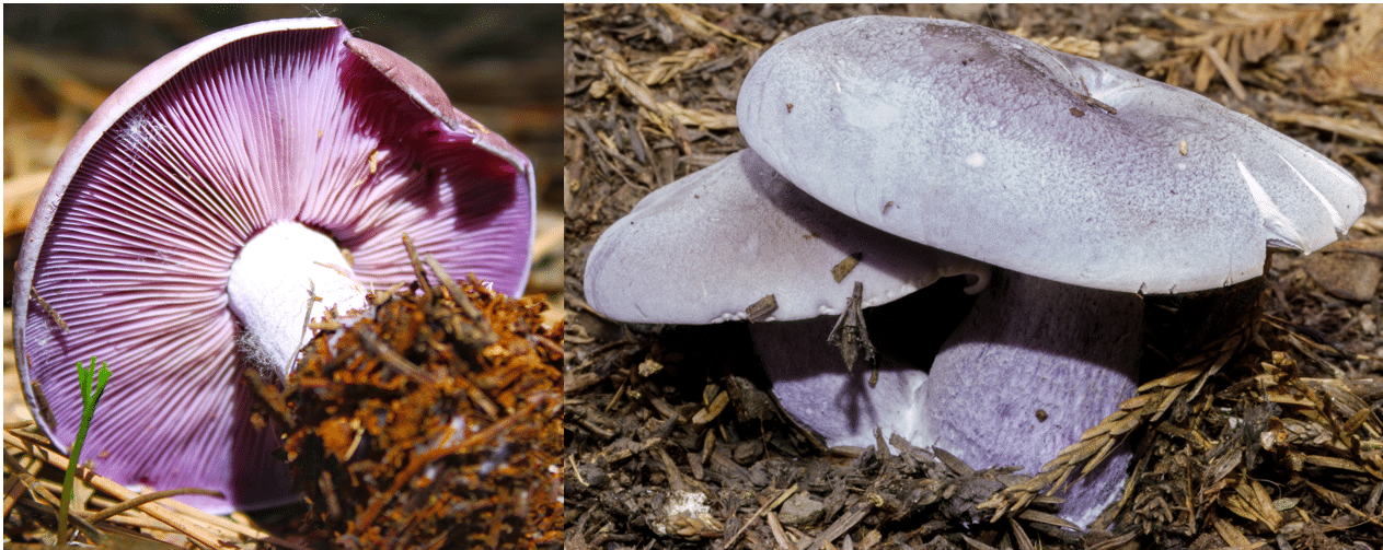 22 Common Mushrooms Found in Washington! (2024) - Bird Watching HQ
