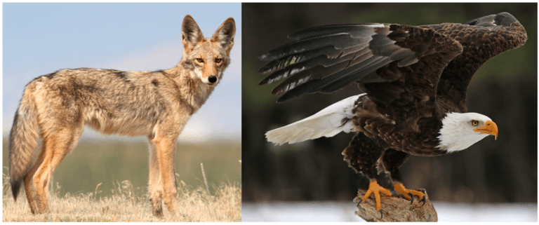 36 MOST Common Animals in Kansas! (2024) - Bird Watching HQ