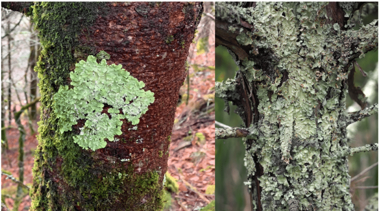 16 Common Mushrooms Found in Arizona! (2025) - Bird Watching HQ