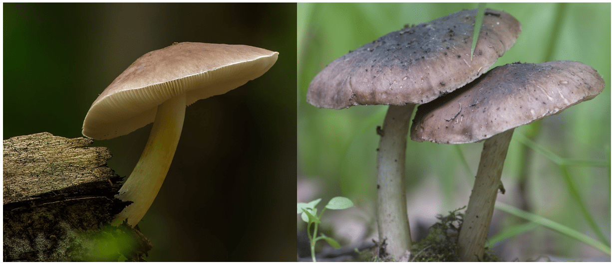 28 Common Mushrooms Found in Michigan! (2025) - Bird Watching HQ