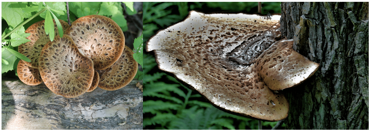 32 Common Mushrooms Found in Ohio! (2024) - Bird Watching HQ